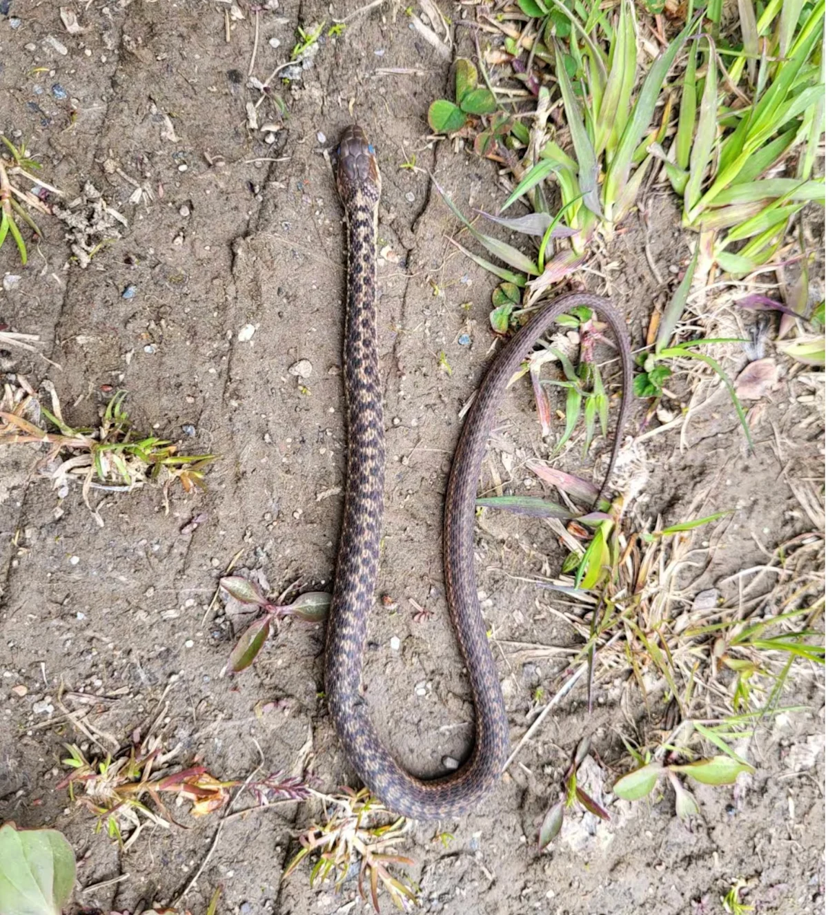 Contrary to popular belief, snakes do exist in this part of Canada ...