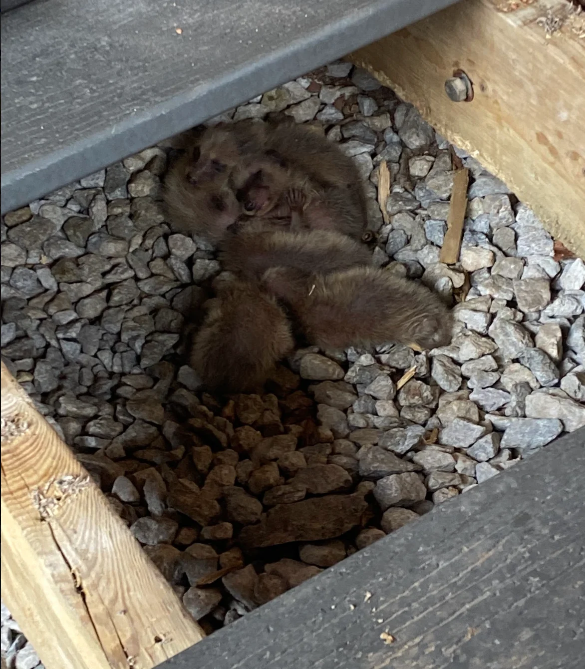 How to keep raccoons from nesting around your house - The Weather Network
