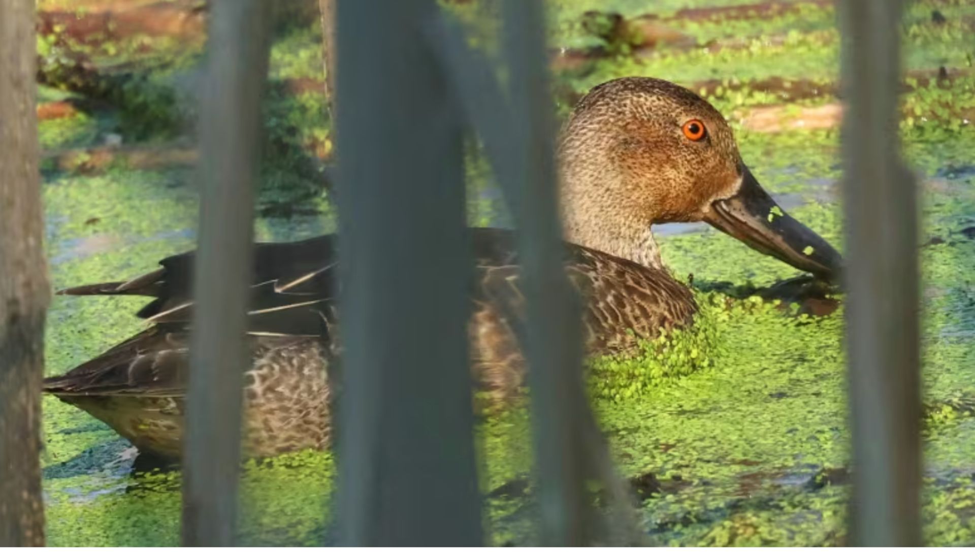 Rare duck in Niagara attracts birders eager to capture the 'mega-rarity ...