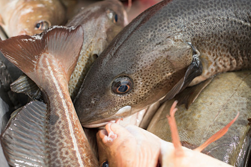 Gulf of St. Lawrence cod extinction 'highly probable,' says DFO - The ...