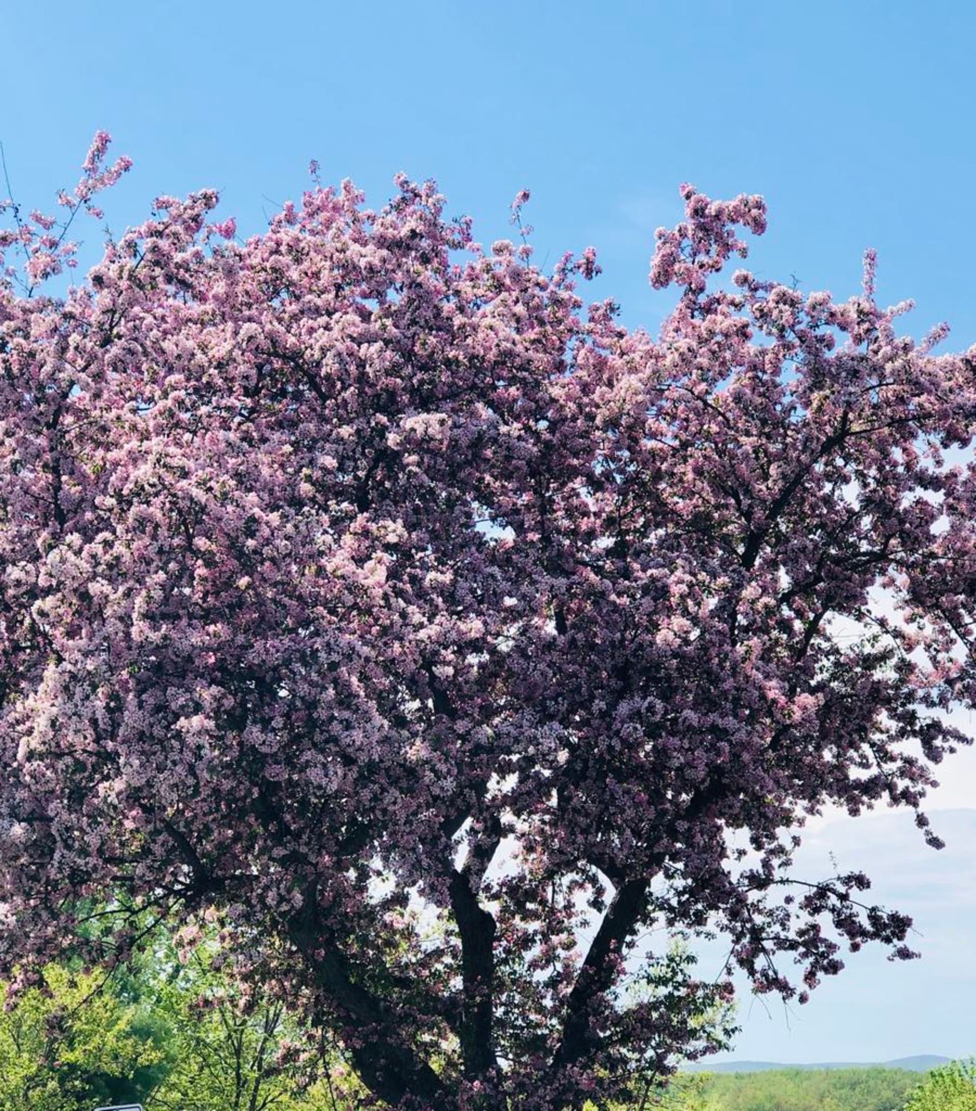 Know a good-looking tree? Nominate it for the 2024 Ontario tree pageant ...
