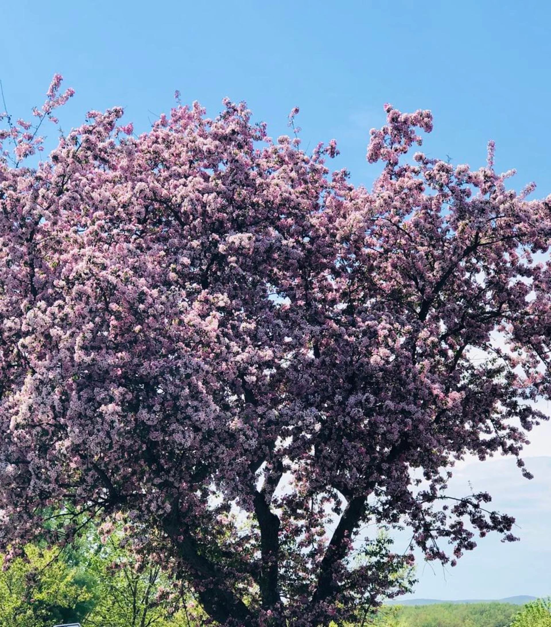 Know a good-looking tree? Nominate it for the 2024 Ontario tree pageant ...