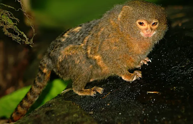 18-million-year-old hamster-sized monkey fossil discovered in Peru ...