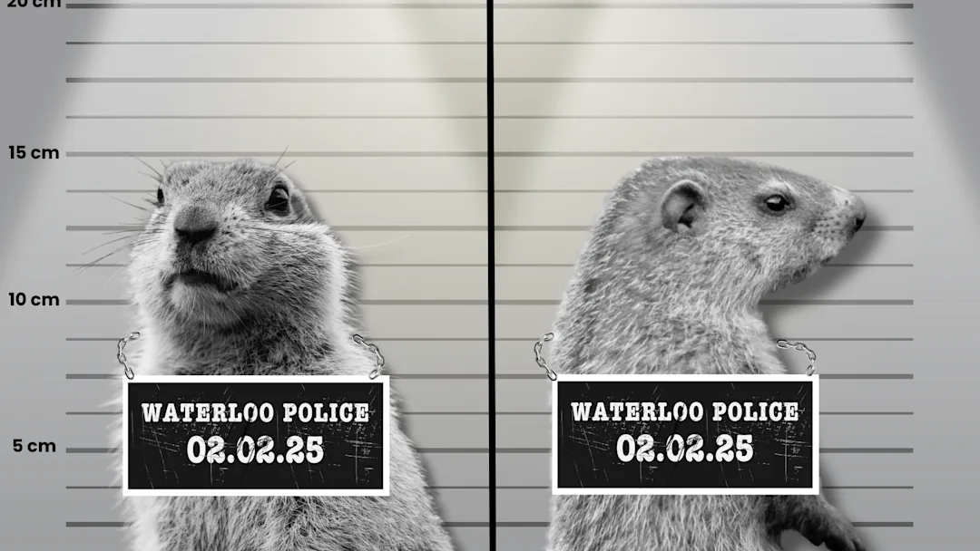 Busted: Wiarton Willie facing 'fraud' charges from Waterloo Police ...