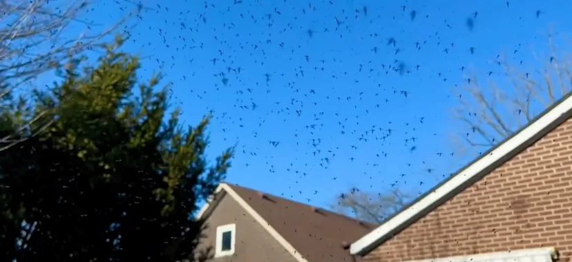 The midges are back, but think twice before you swat! - The Weather Network