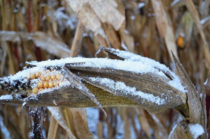 combining corn in snow