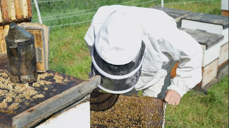 Northern Alberta beekeeper prepares for winter amid honey 'drought ...
