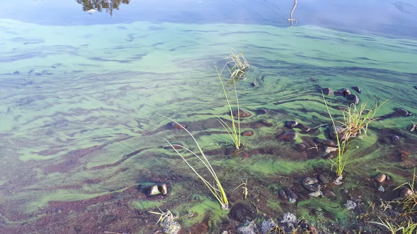 Blue-green algae can be tricky to spot, how to recognize it - The ...