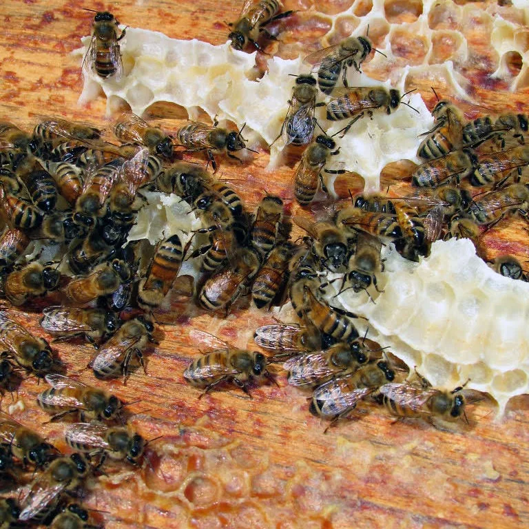Honey, I'm hot! What summer heat does to honeybees - The Weather Network