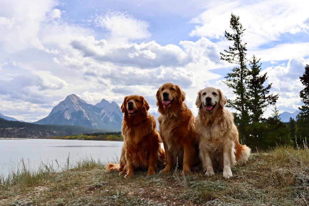 How to keep a healthy pet and planet at the same time - The Weather Network