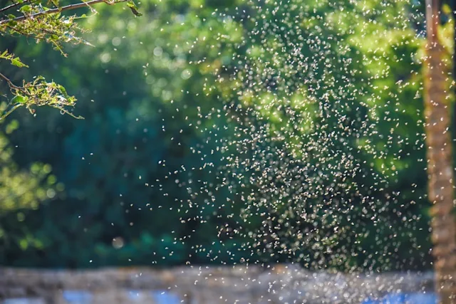 The midges are back, but think twice before you swat! - The Weather Network
