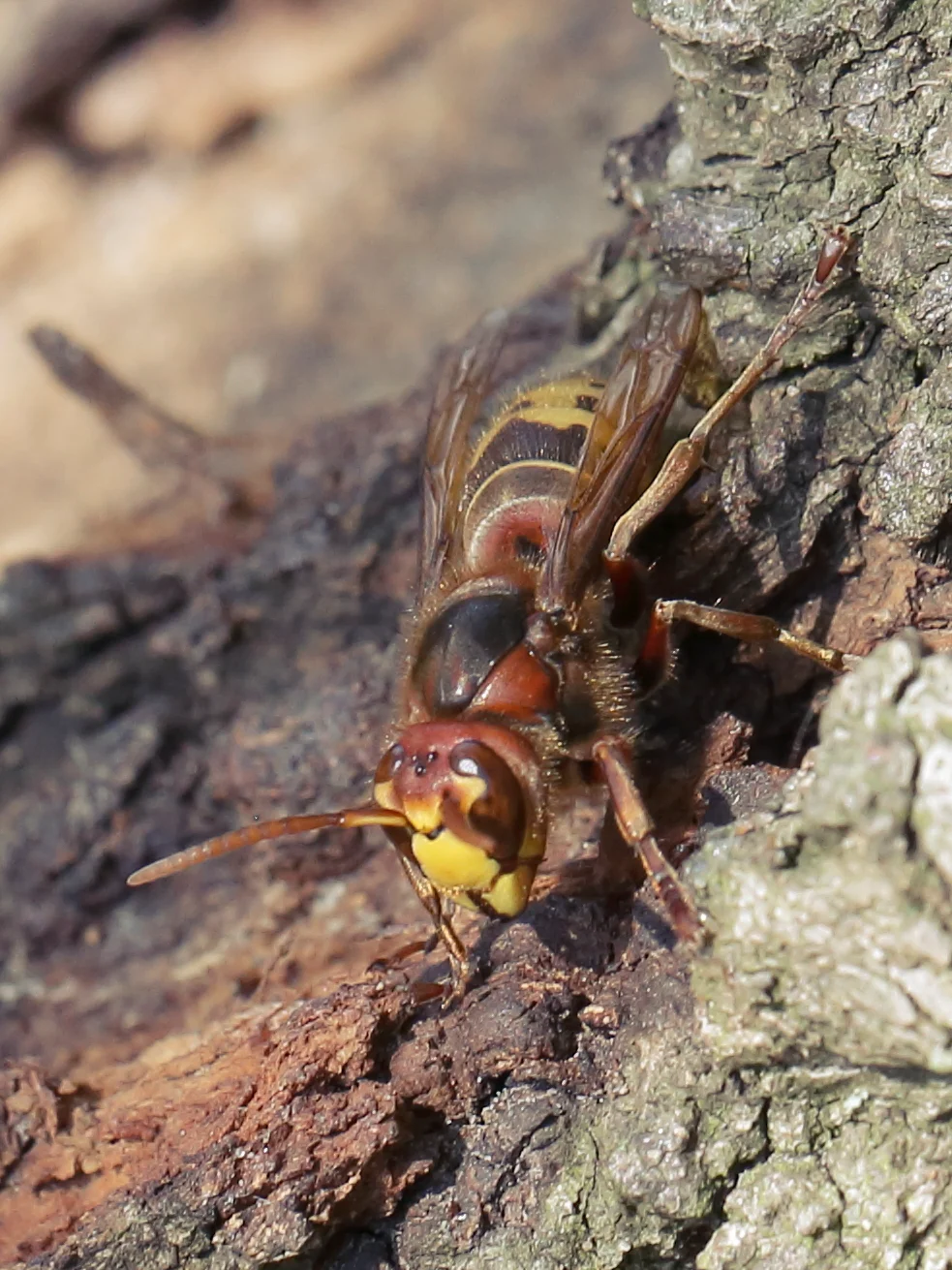 Meet the murder hornet's Canadian cousin - The Weather Network
