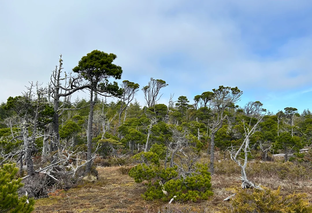 Canada's unique 'broccoli trees': Where to find them and why they grow ...