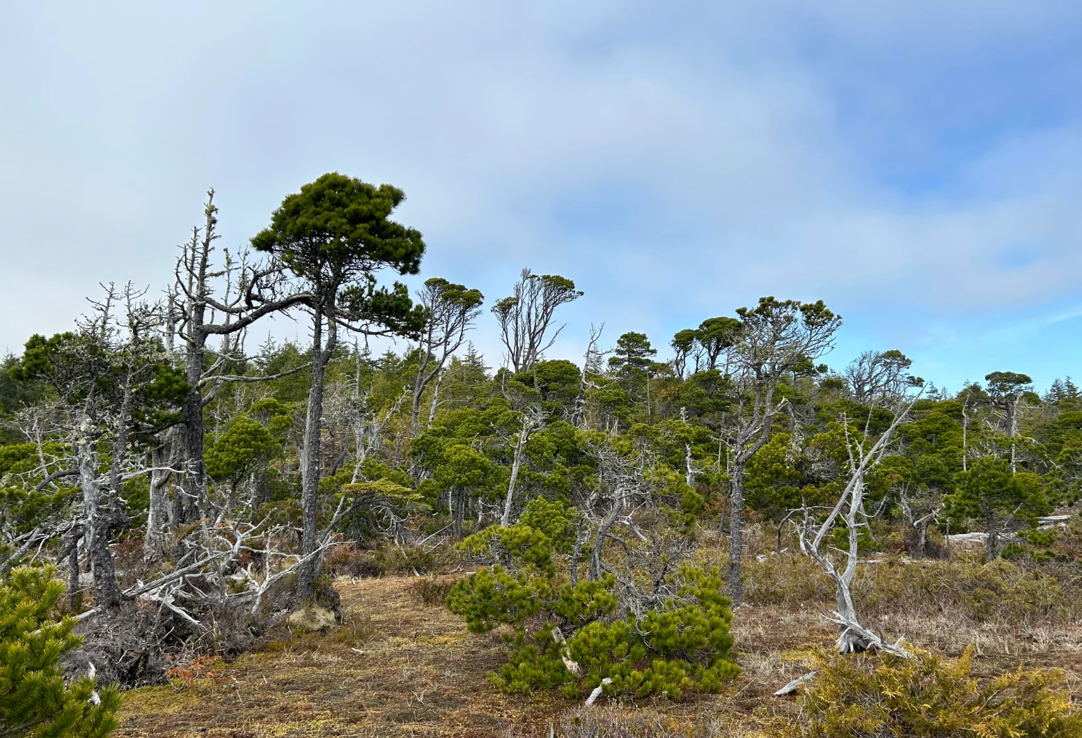 Canada's unique 'broccoli trees': Where to find them and why they grow ...