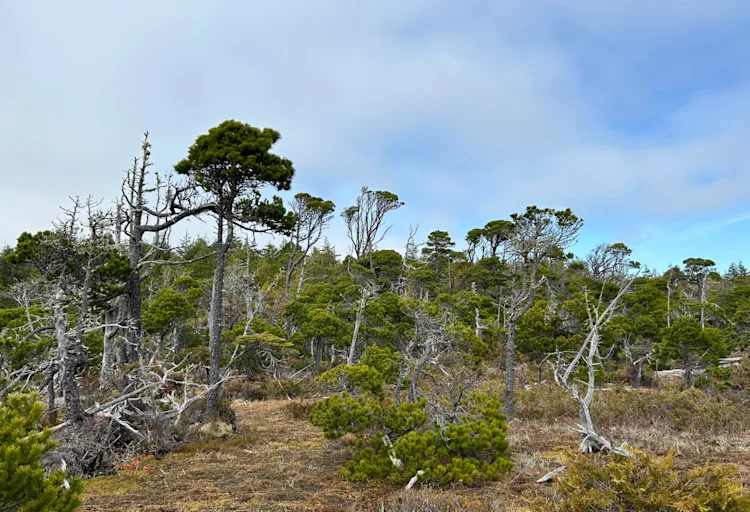 Canada's unique 'broccoli trees': Where to find them and why they grow ...
