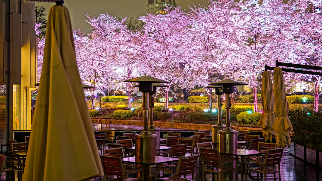 Yozakura: A spectacle that manages to make cherry blossoms even more ...