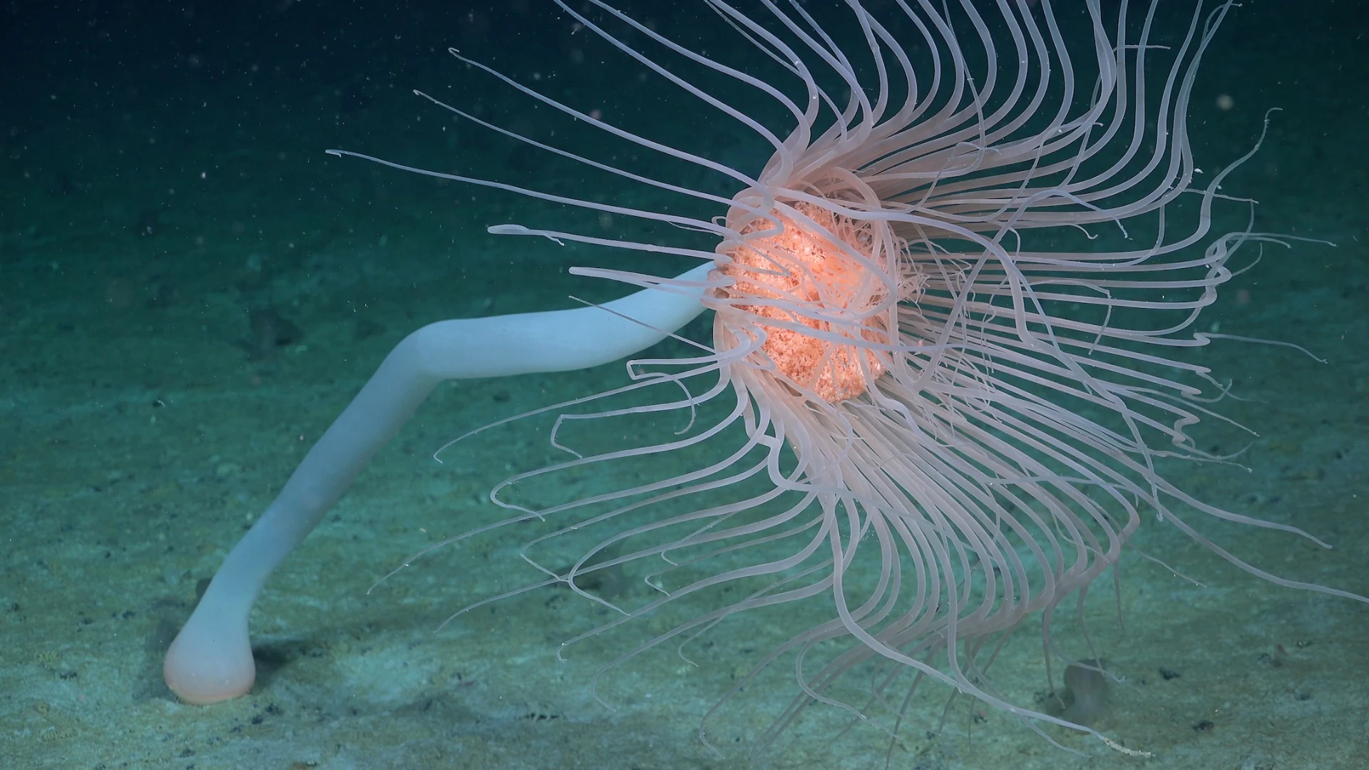 Scientists discover strange life on Antarctica's ocean floor - The ...