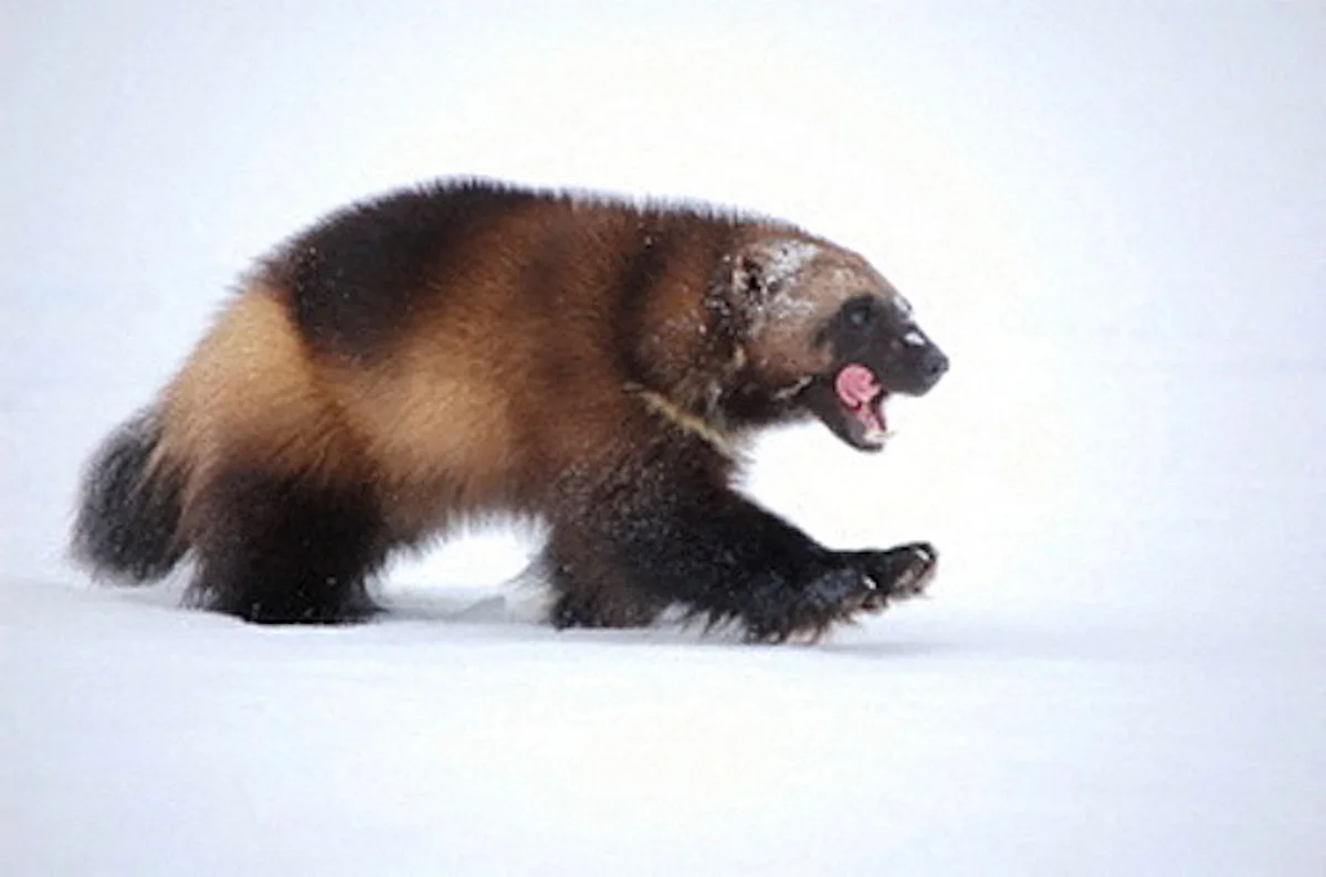 U.S. lists wolverine as threatened species, citing climate change - The ...