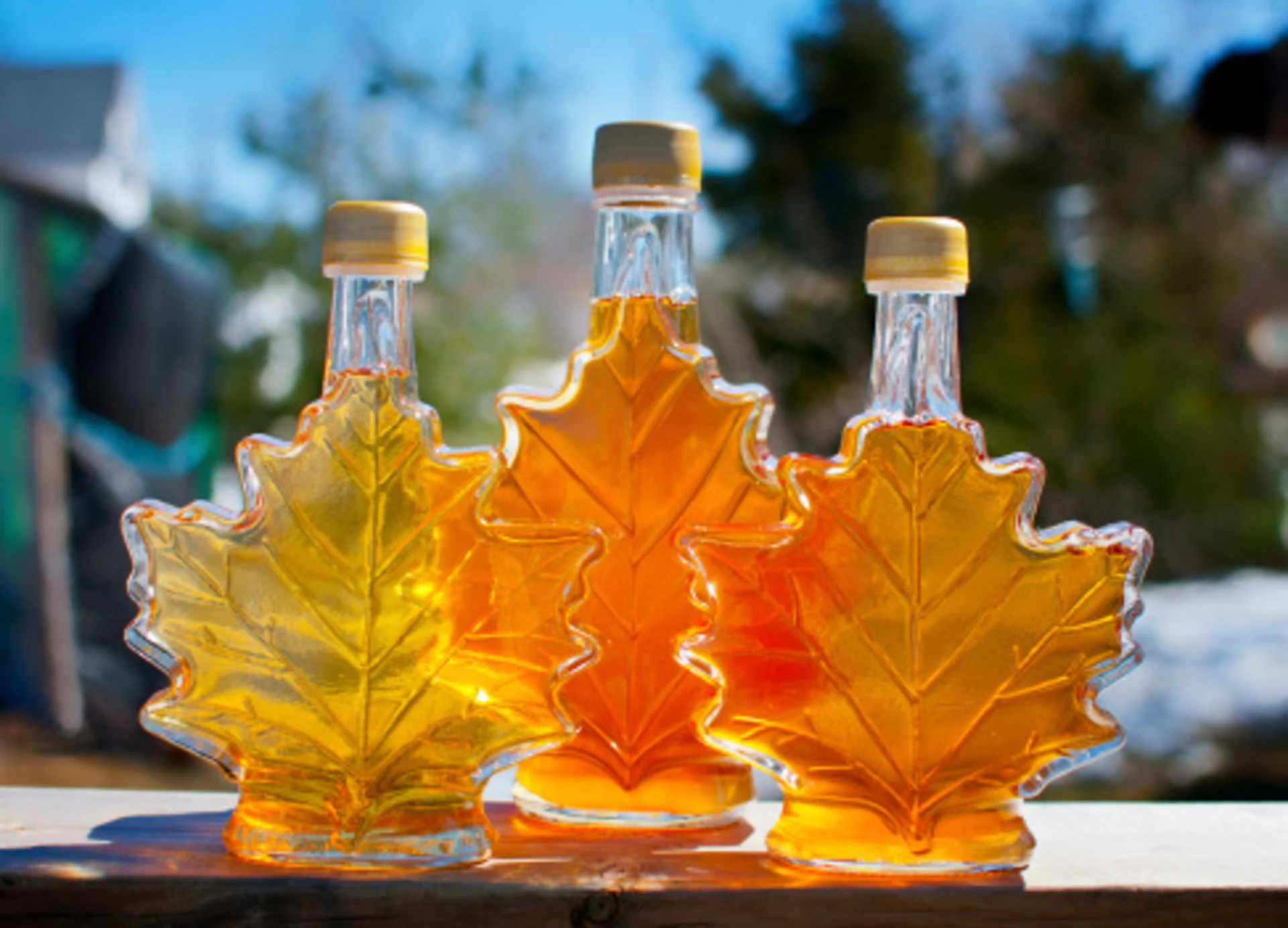 Sweet or sticky? How weather can make or break maple syrup season - The ...