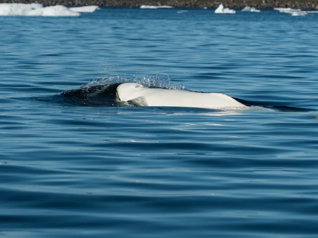 Beluga whale cam highlights the importance of Arctic Sea Ice Day - The ...