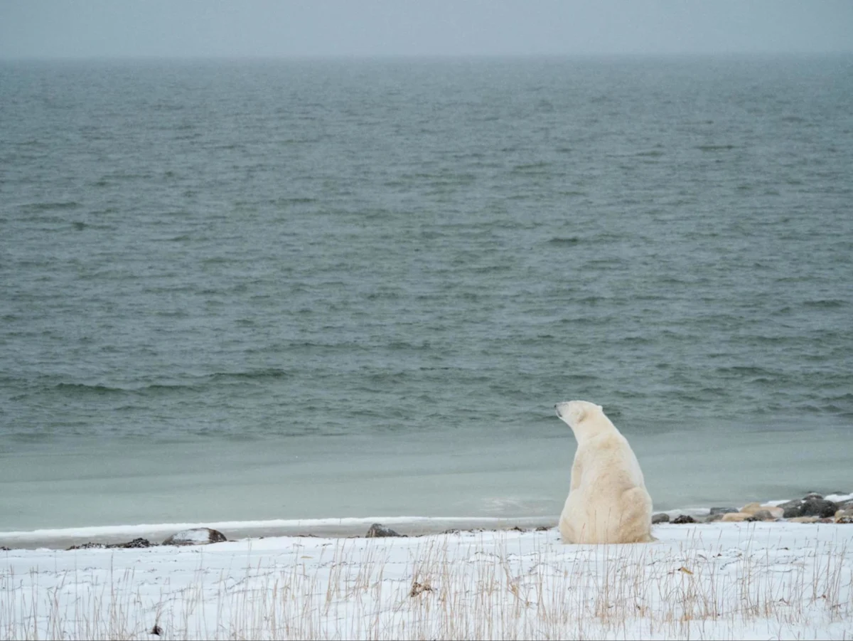 Hudson Bay’s iconic polar bears at risk of extinction in coming years ...