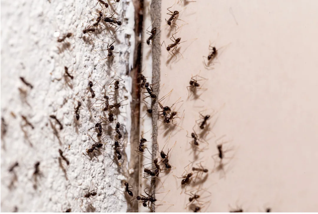 A simple DIY contraption to catch those pesky flies in your home - The ...