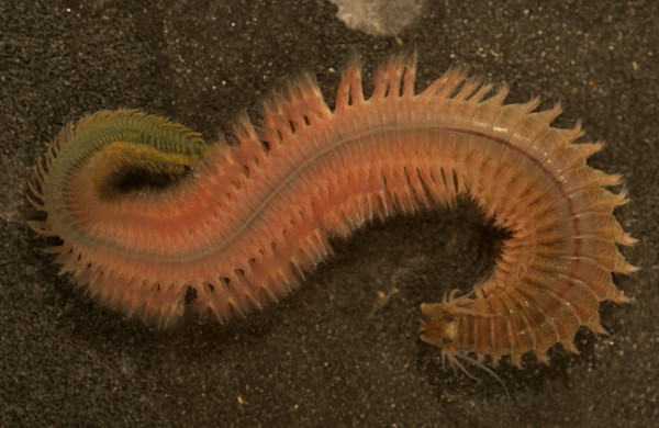 Frenzy of clamworms appear in South Carolina harbour - The Weather Network
