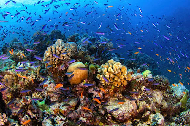 'Most intense' bleaching event ever: Global coral reefs under danger ...