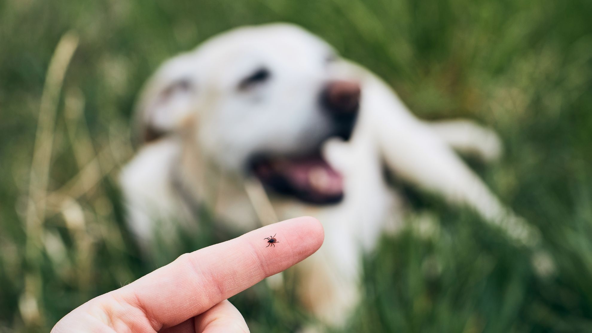 Tick Bite Prevention Week: 5 Unforgiving Facts About Ticks - The ...