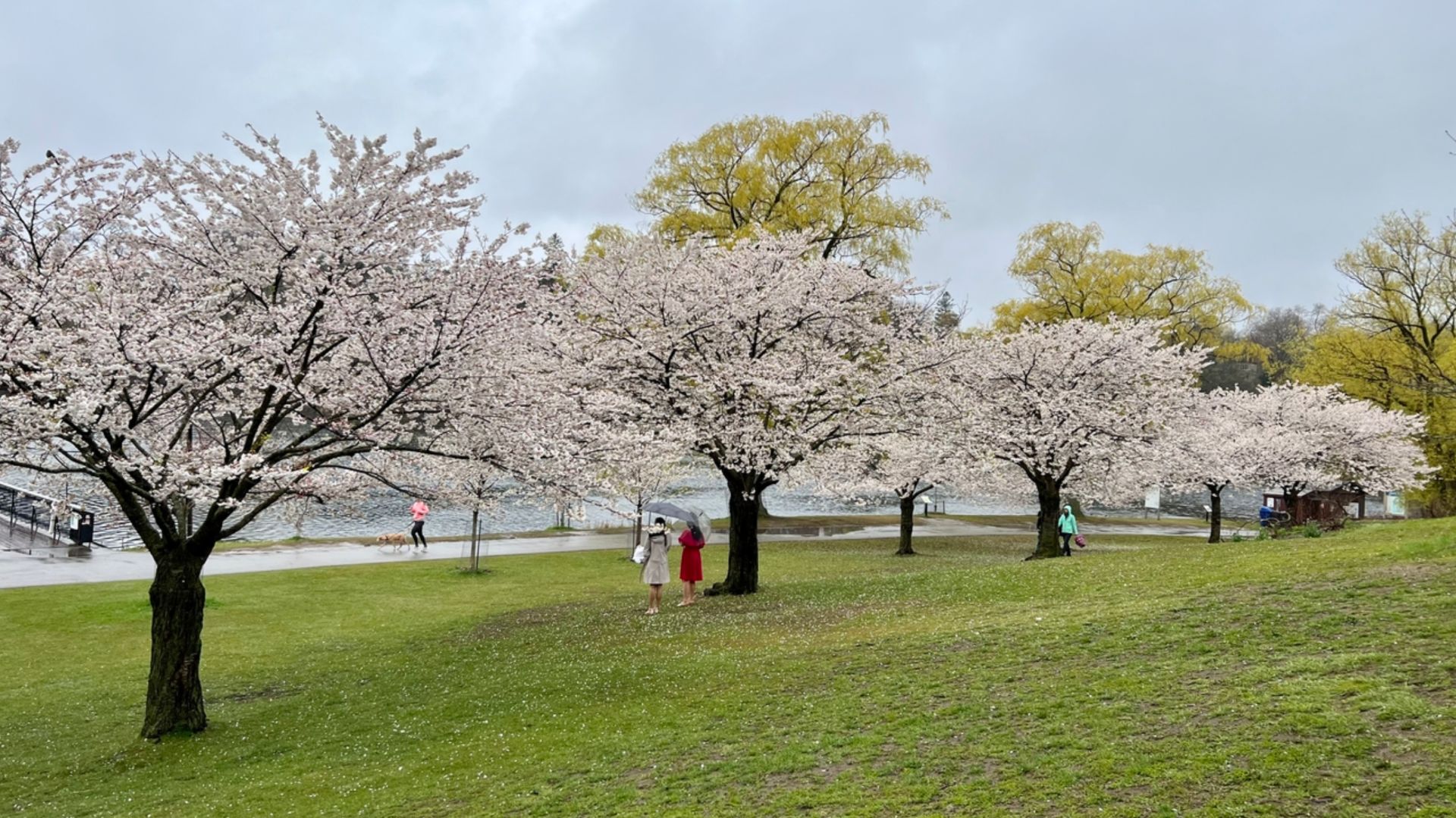 Toronto’s cherry blossoms will peak next week. How long will they be ...