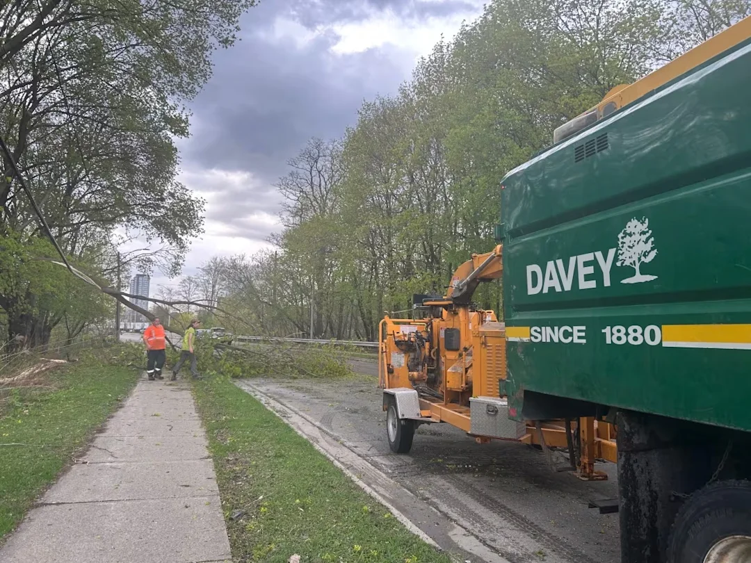 Crews busy cleaning up toppled trees after destructive London storm ...