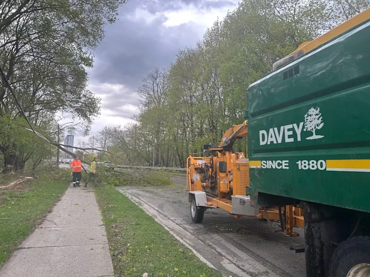 Crews busy cleaning up toppled trees after destructive London storm ...