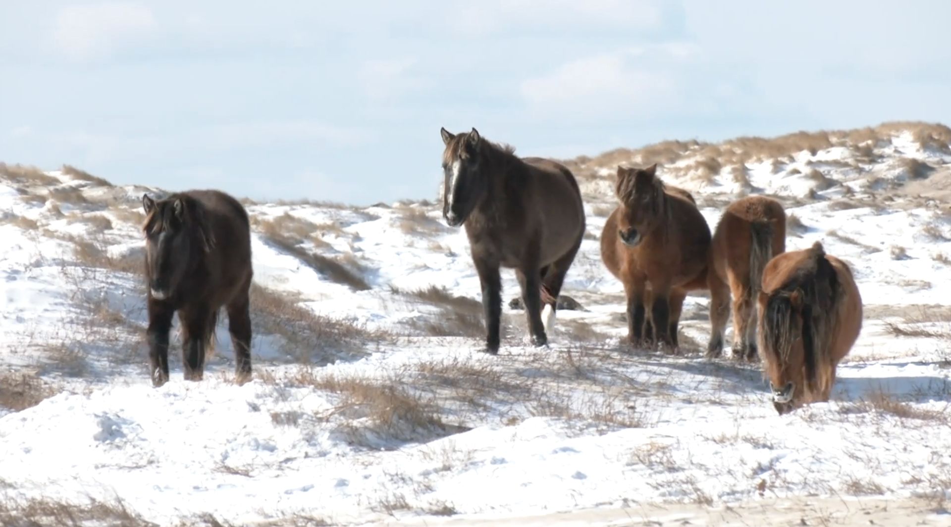 Discover the untamed beauty of Sable Island - The Weather Network