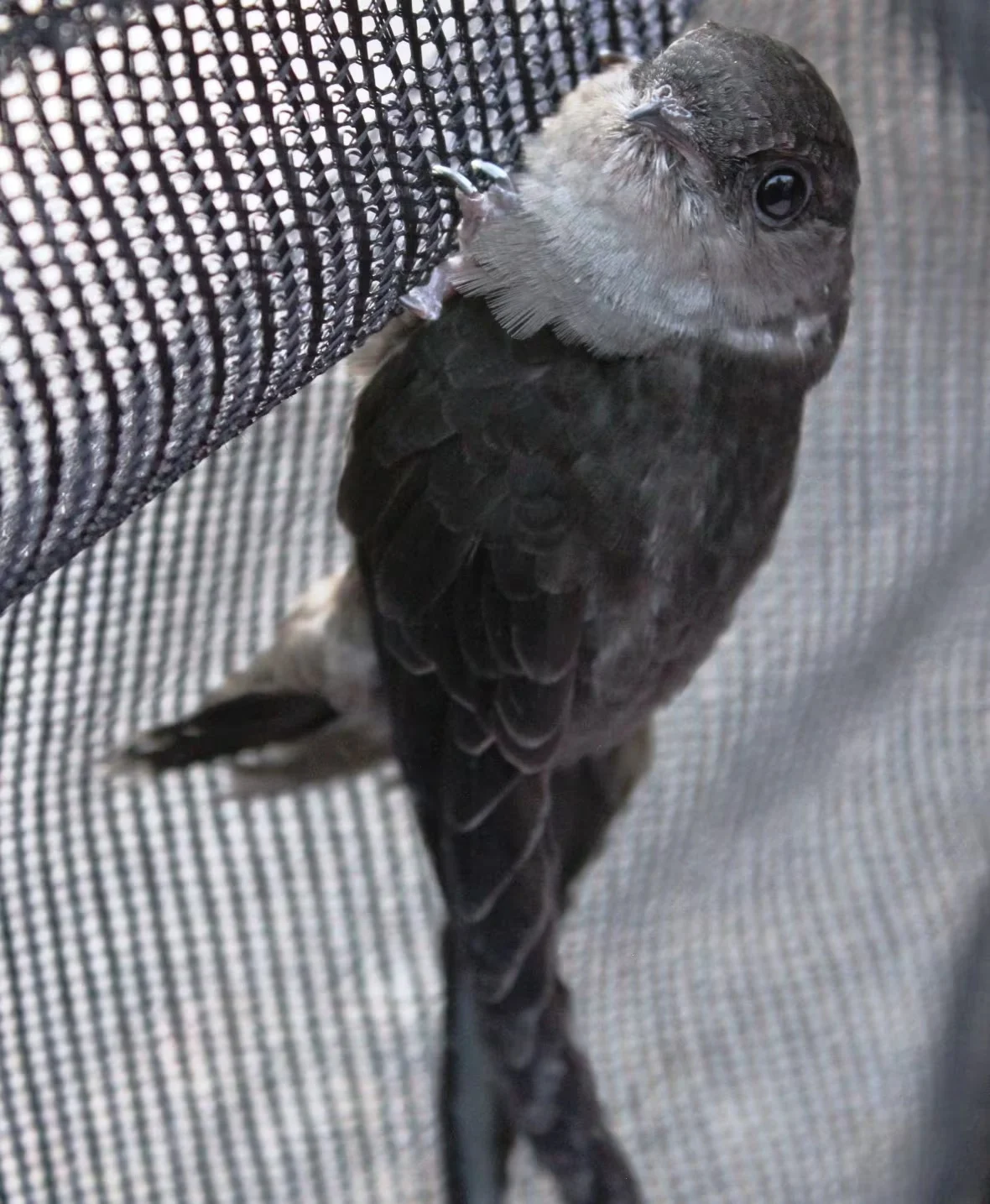 Swifts in the chimney: What to know about this threatened bird species ...