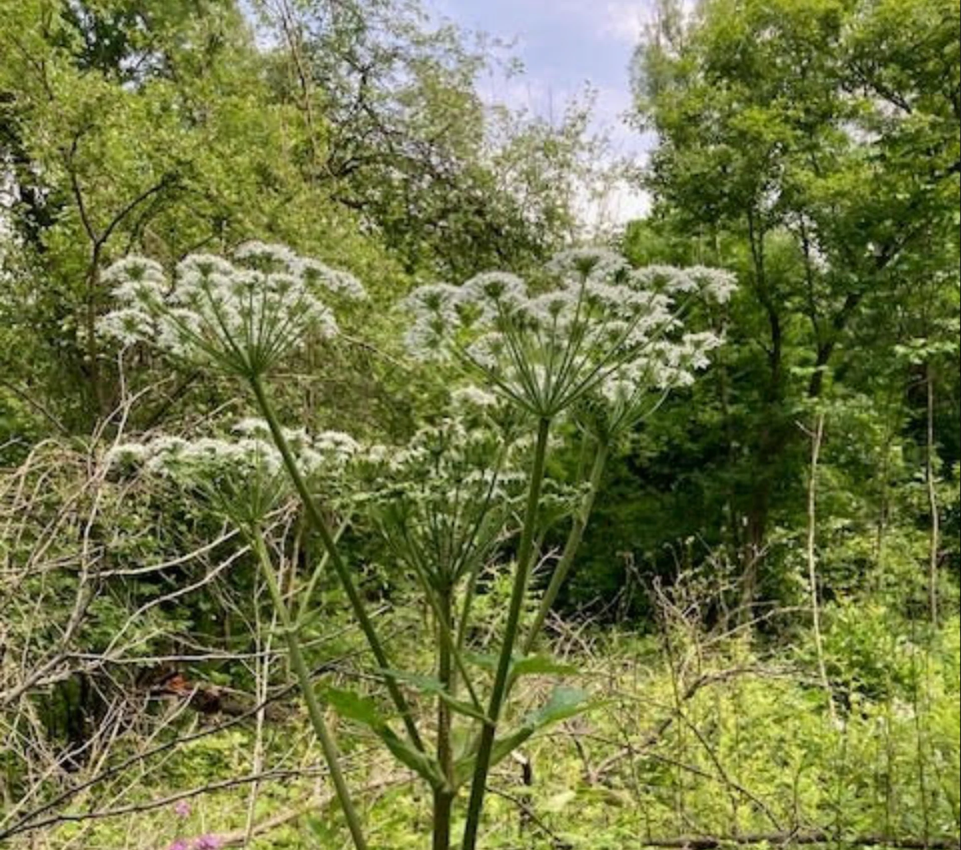 Beware! These dangerous plants are found in Canada - The Weather Network
