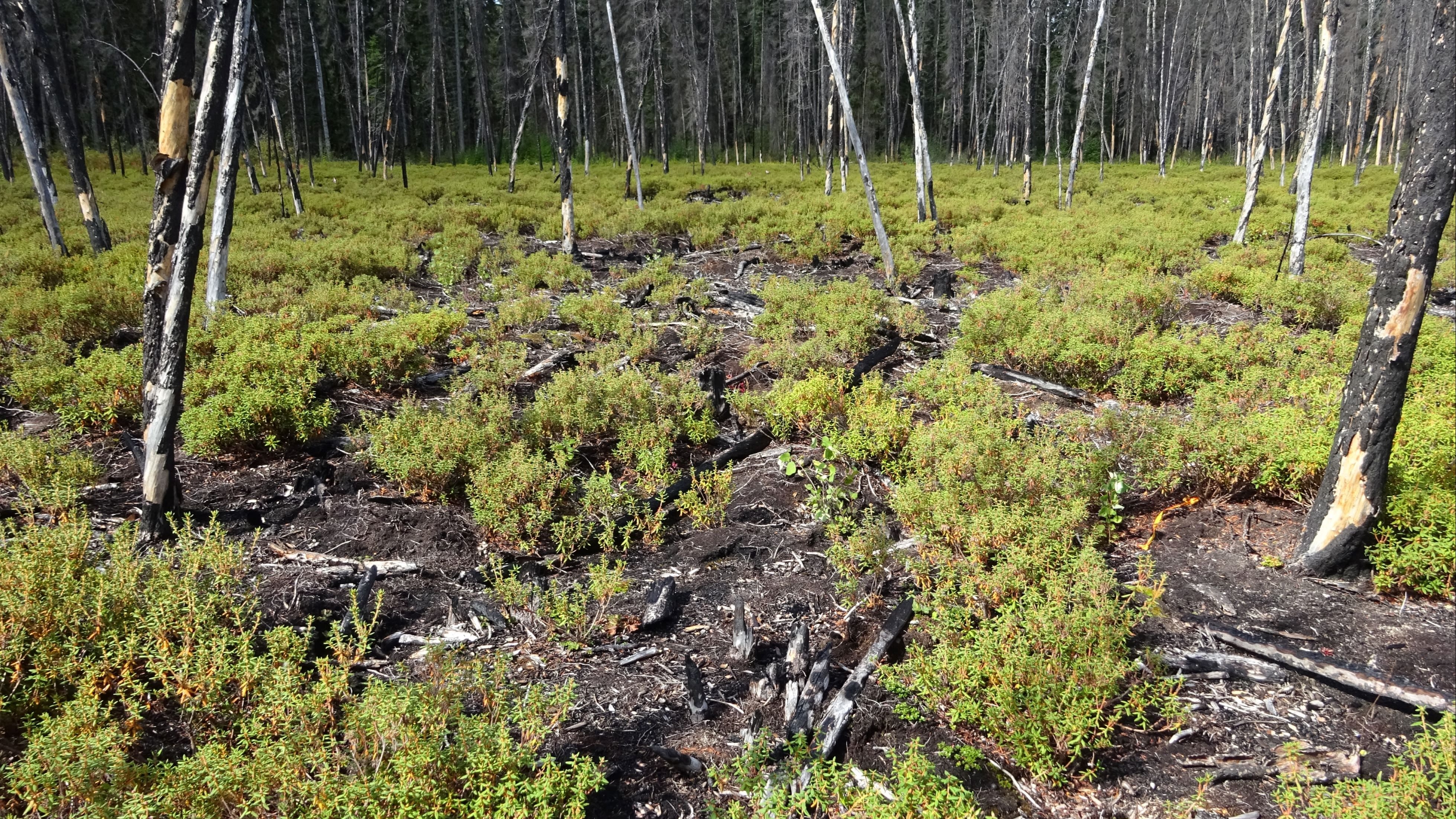 Inside Canada’s fight to save its peatlands - The Weather Network