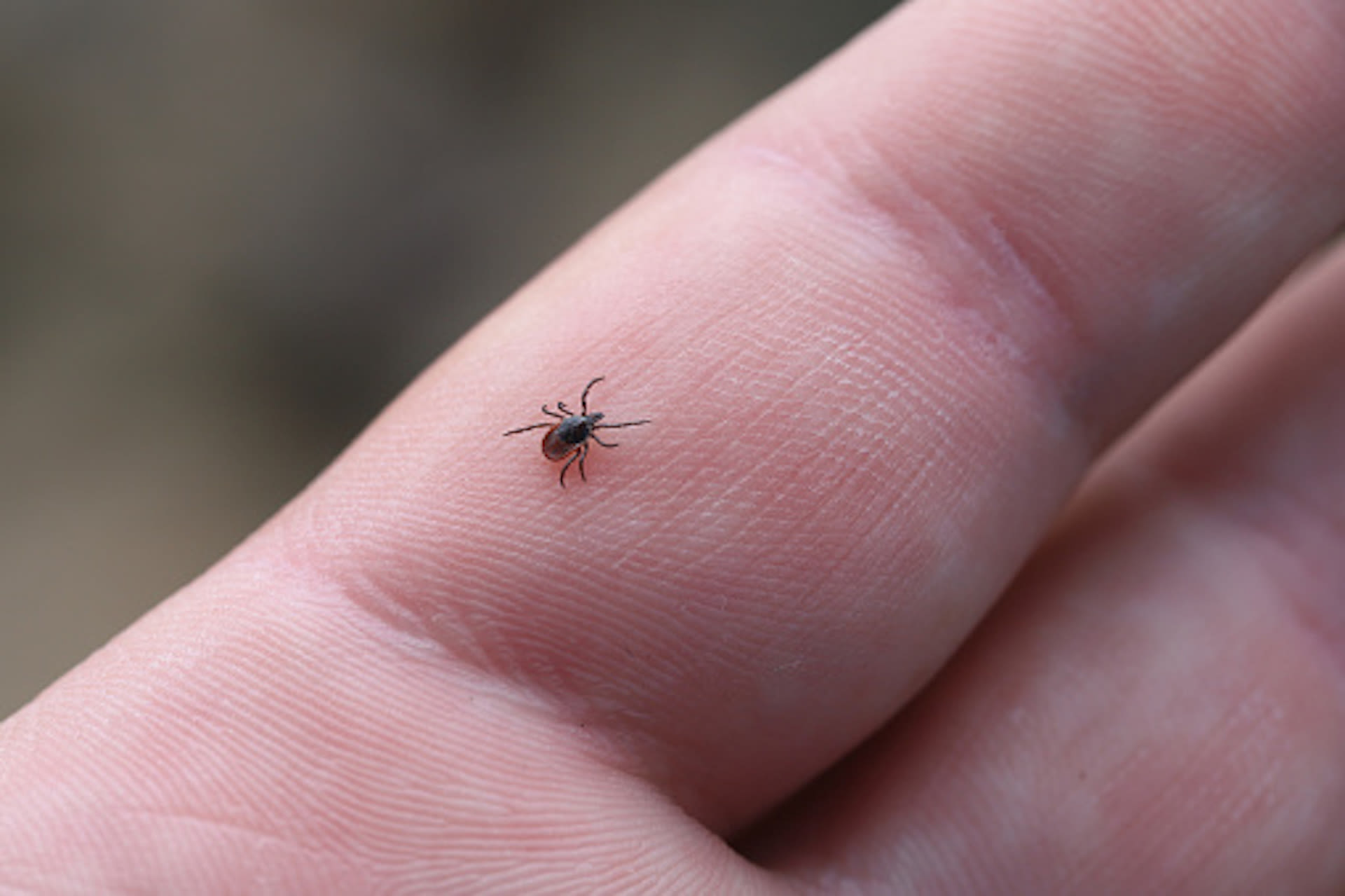 Ticks becoming more common in central Labrador as the region gets ...