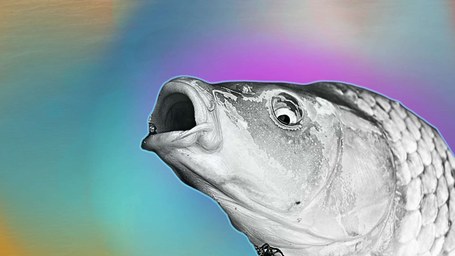 Goldfish, traps, and currents: Inside Canada’s fight against invasive ...