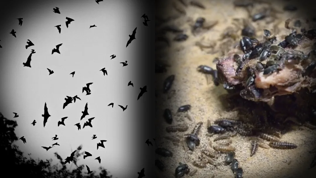 ROM employs flesh-eating beetles for science - The Weather Network