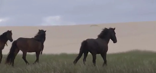 Sable Island update: Here's how the wild horses fared during Fiona ...