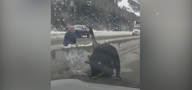 Moose rescued after flipping over highway median in Newfoundland - The ...