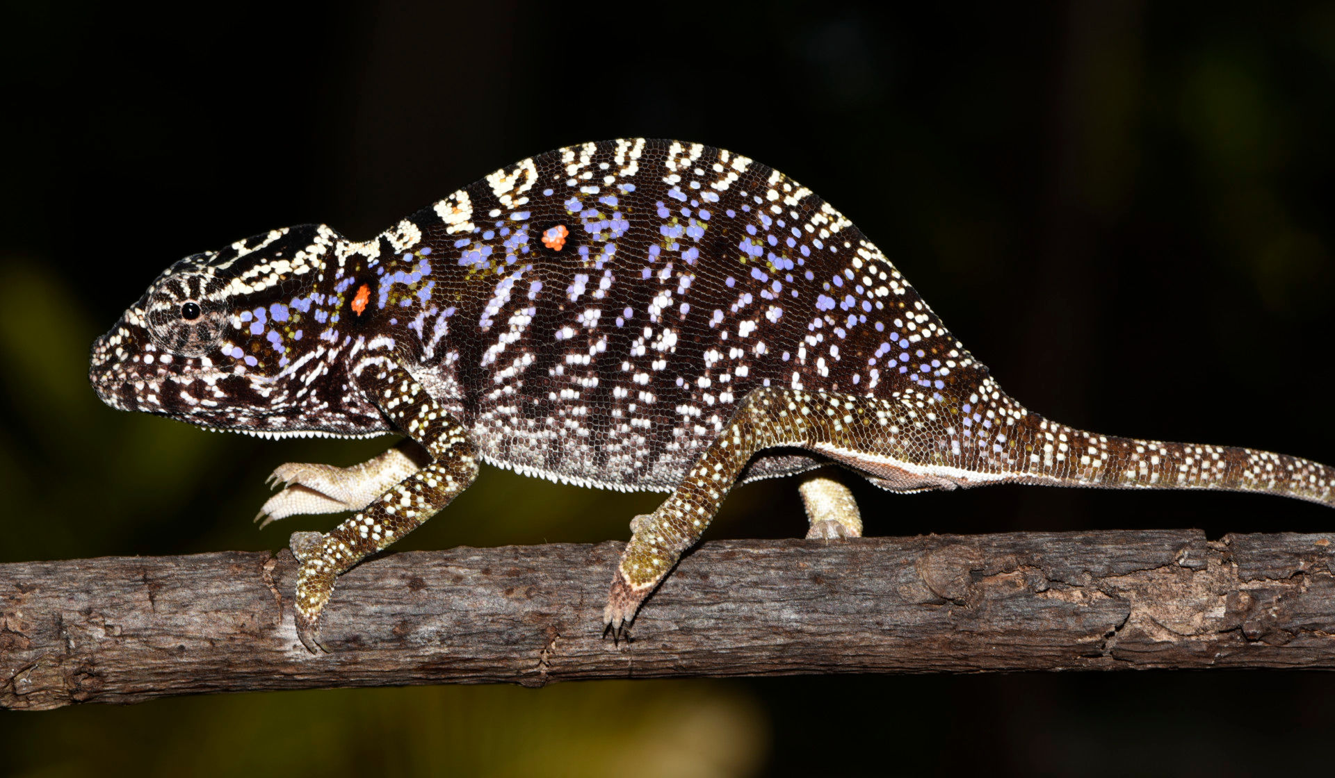 Scientists rediscover chameleon in Madagascar last seen 100 years ago ...