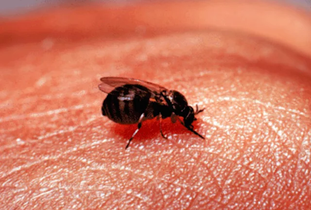 Looming summer means a potential season of itchy bugs - The Weather Network