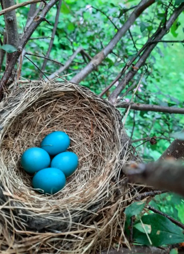 5 facts about robins—spring's unofficial mascot - The Weather Network