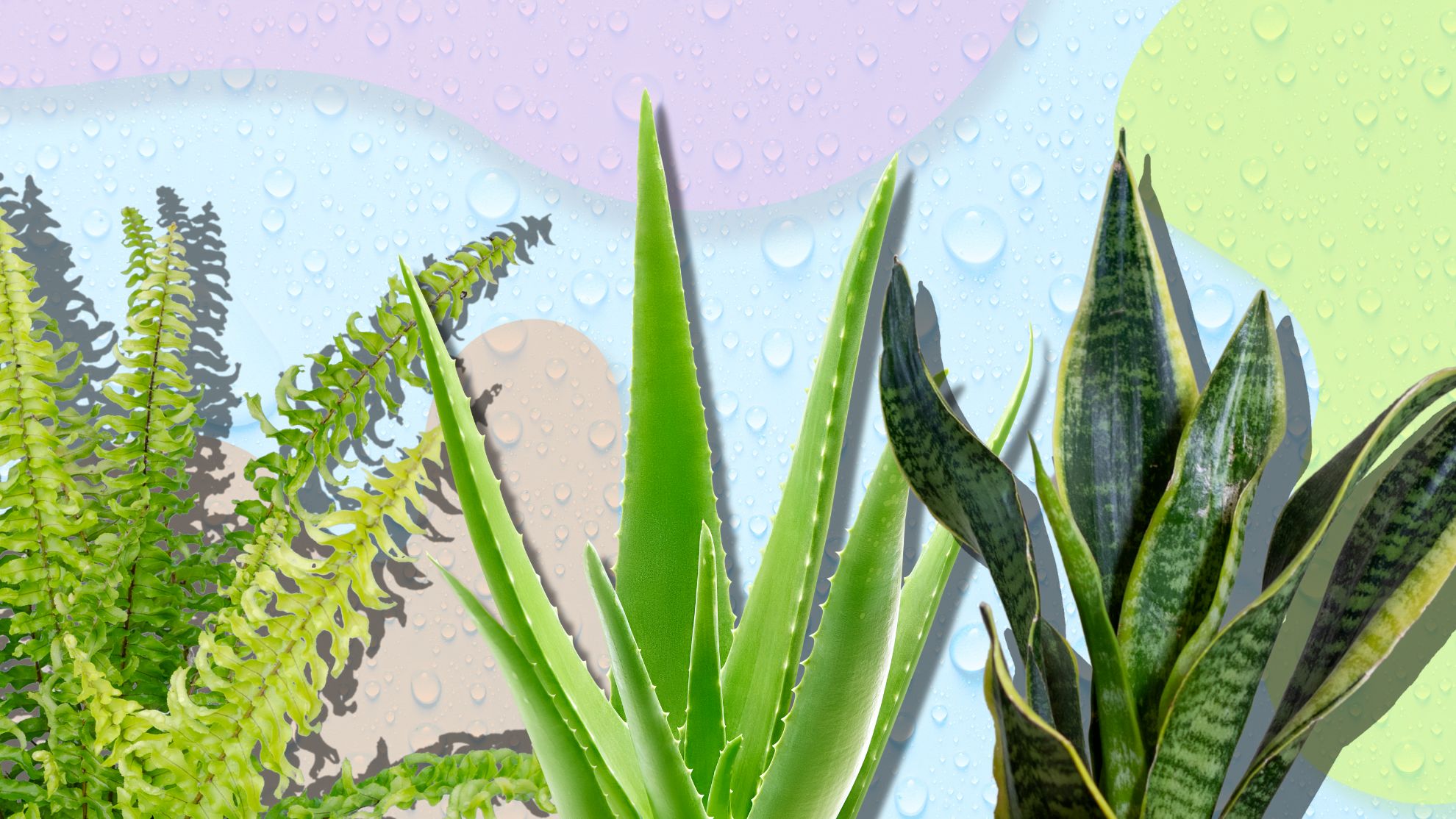Combat spring condensation with these moisture-reducing plants - The ...