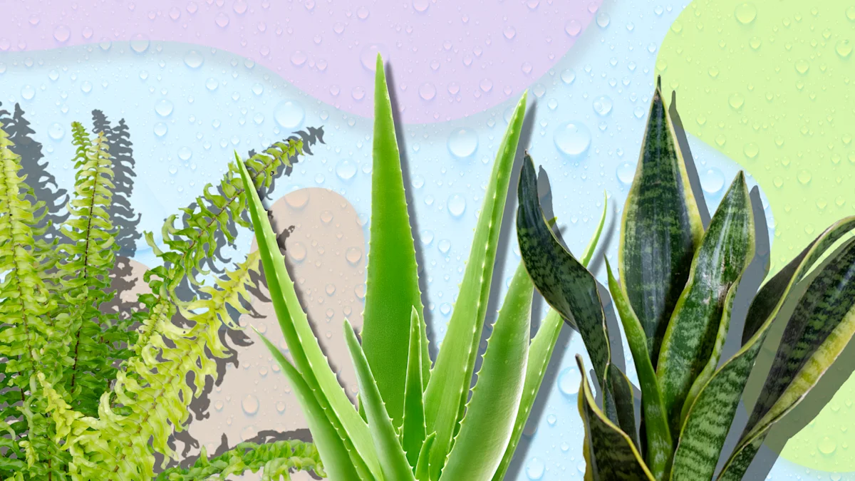 Combat spring condensation with these moisture-reducing plants - The ...