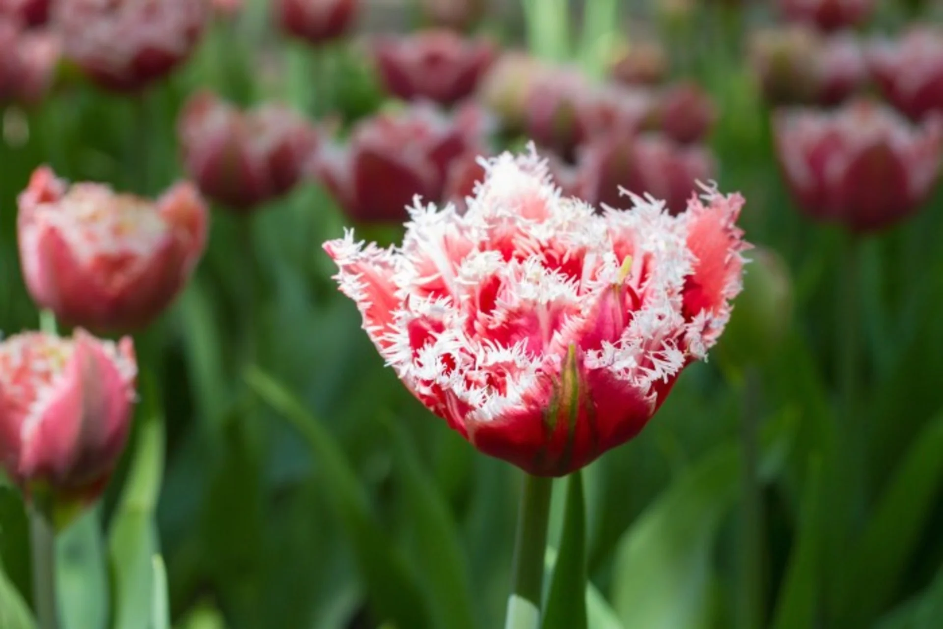 Photos: The world's most unusual tulips - The Weather Network