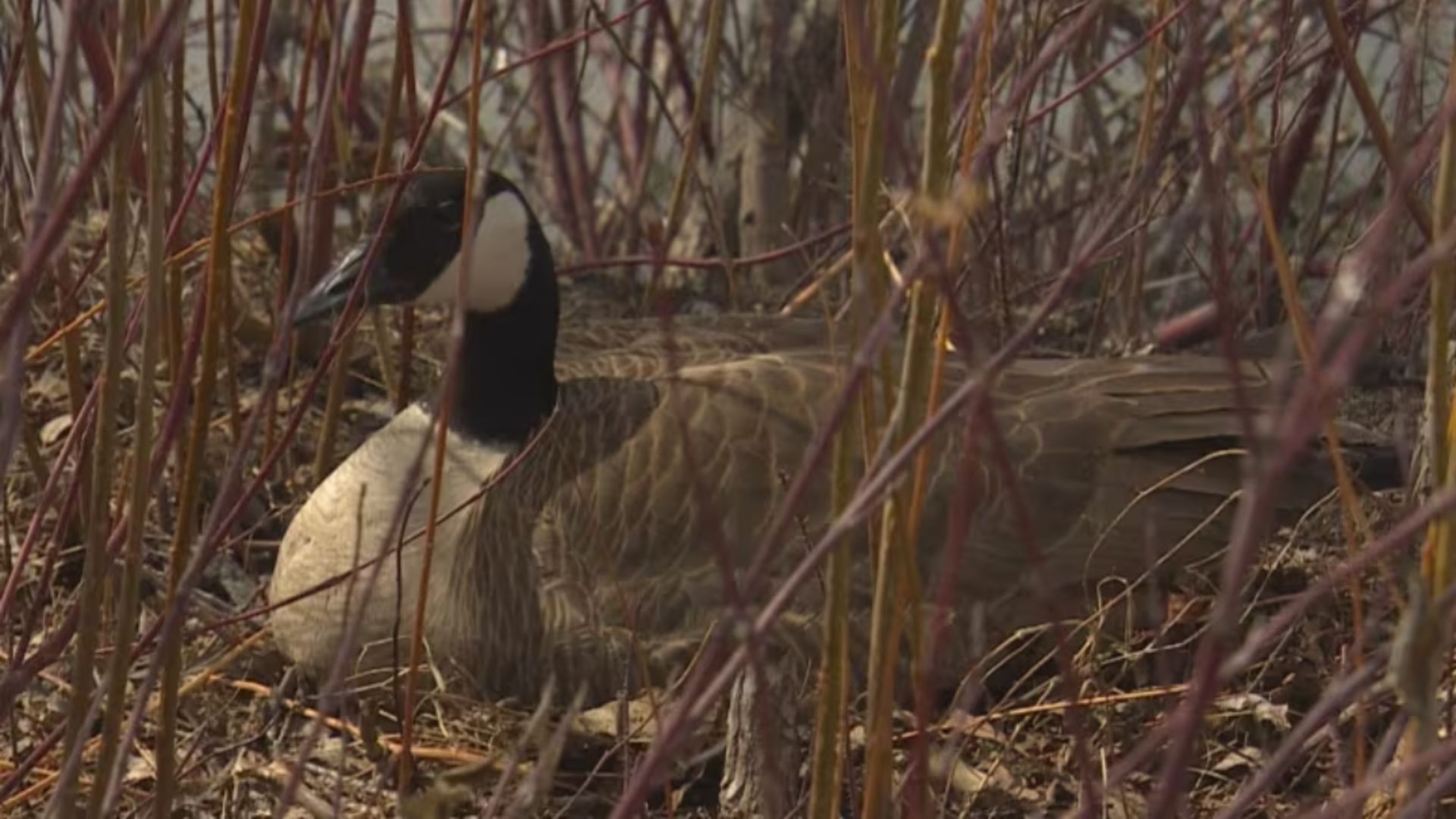 Homeowners have options for getting rid of geese, Fort Whyte says - The ...