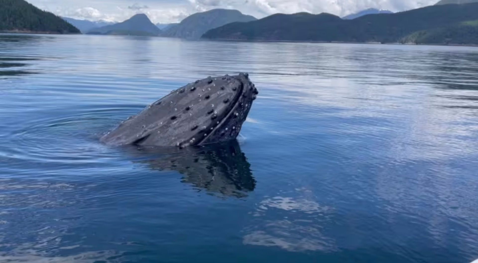 Marine heat waves factor into humpback whale decline, but no cause for ...