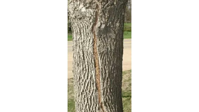 Remember the 'exploding' trees? Here's how they're doing now - The ...